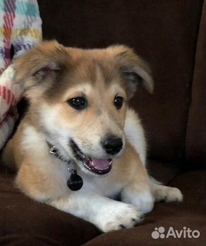 Я щенулька-мальчик ищу добрые ручки