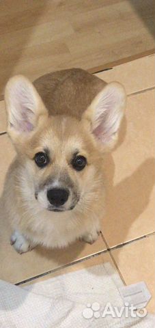 Велыш корги пемброк