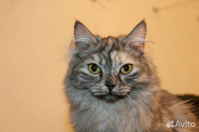 Кошечка Лиска