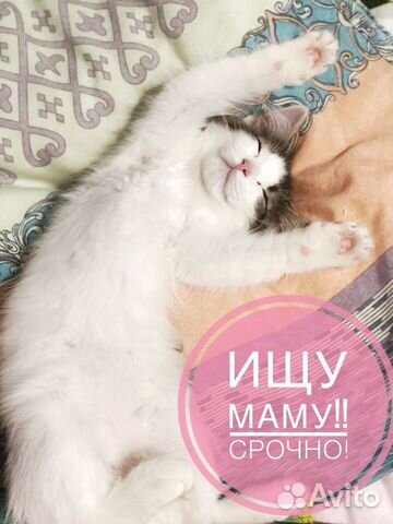 Шотландские котята от домашней кошки