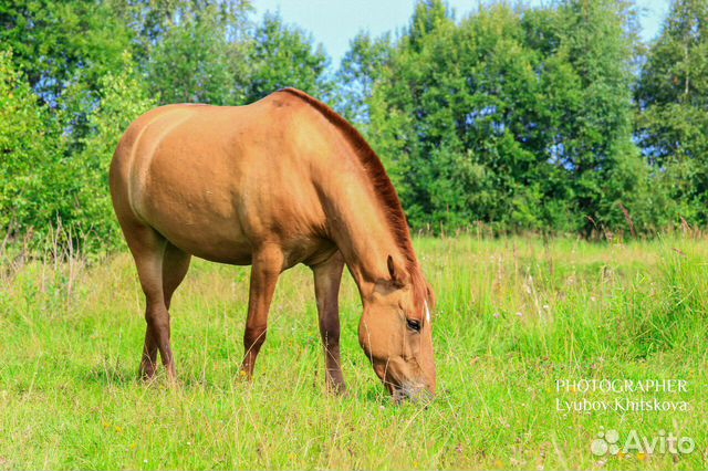 Лошадь калмыцкая