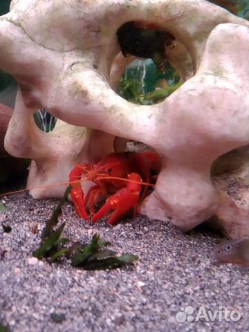 Флоридский рак