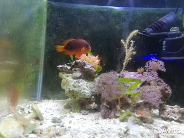 Клоун огненный