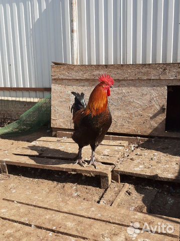 Петухи маран и мехеленская кукушка