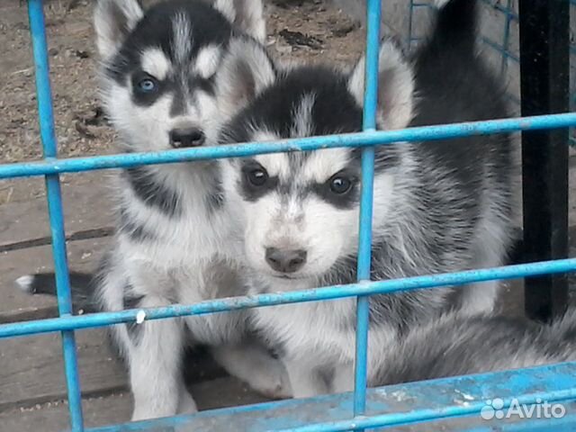 Щенок Хаски самый лучший подарок