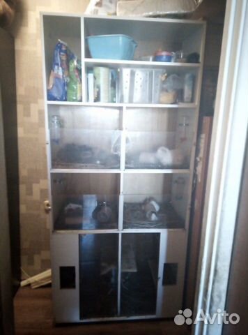 Шиншиллы, морские свинки и стеллаж