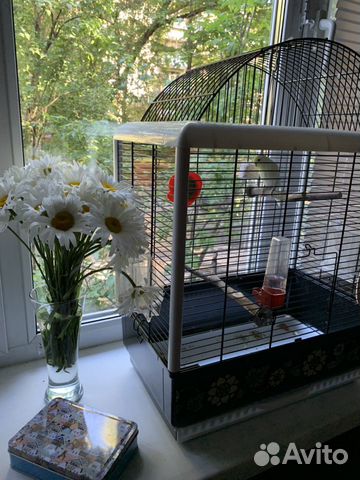 Отдам даром попугая