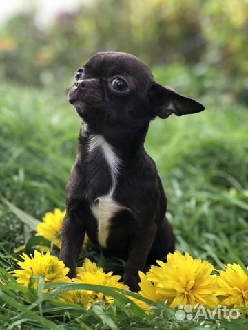 Миничихуахуа