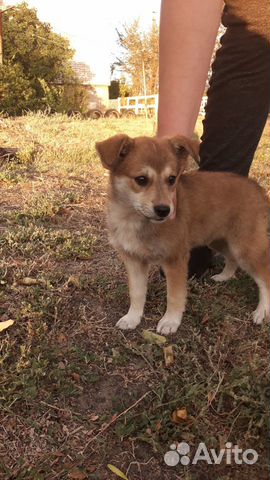 Чудесный умненький щенок в самые добрые ручки