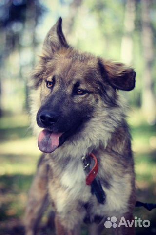 Собака Джонни в добрые руки