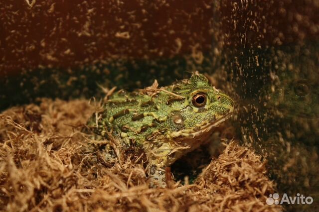 Лягушка-водонос (Pyxicephalus adspersus)