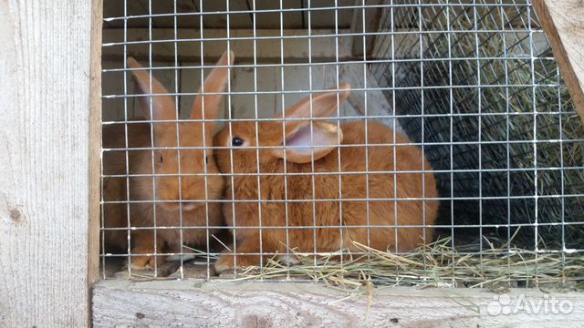 Нзк (самки и самцы)