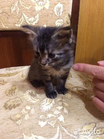 Котенок девочка