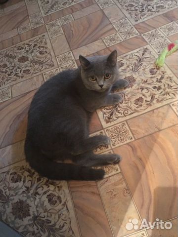 Вязка шотландская кошка