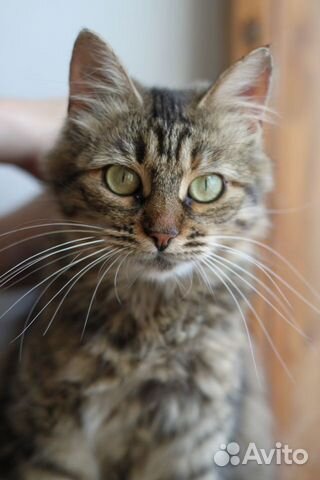 Кошка Машка - идеальная кошка