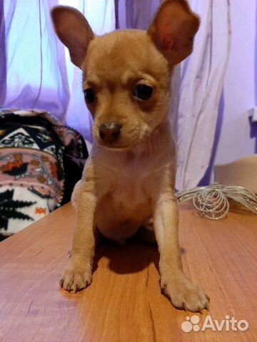 Той- терьер