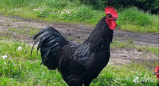 Курицы и петух