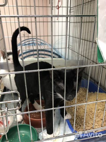 Котята «Везунчики» в хорошие добрые руки