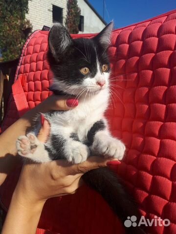 Мега обаятельный котенок мальчик