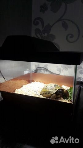 Черепаха с террариумом