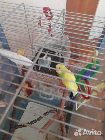 Волнистые попугайчики