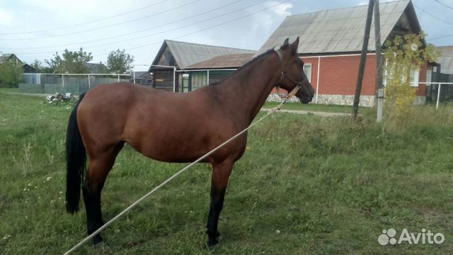 Продам кобылу