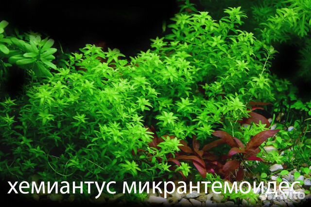 Аквариумные растения. Водоросли