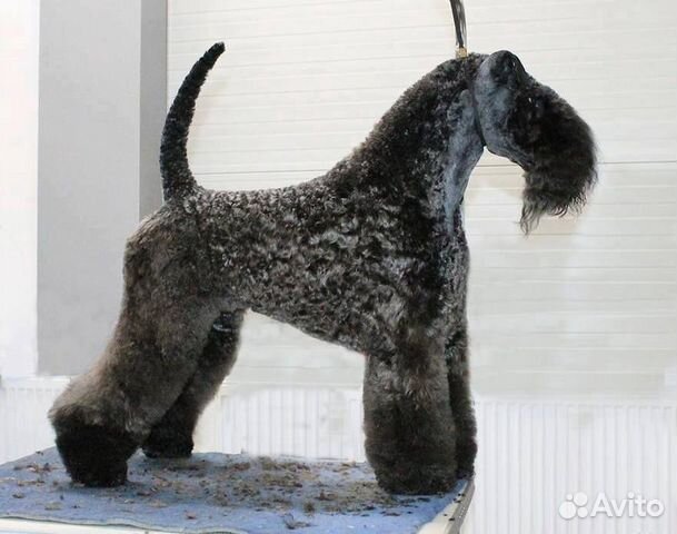 Щенки керри блю терьера