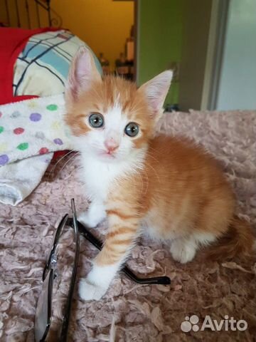 Рыжулька девочка