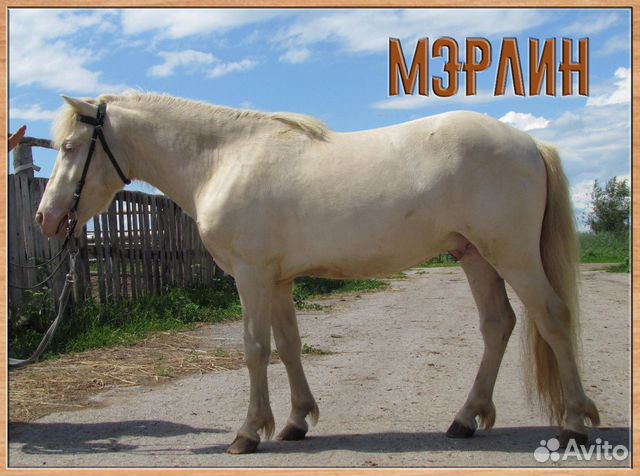 Жеребец пони изабелловой масти