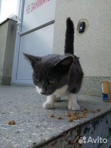 Котик, 4 месяца, в еде не привередлив