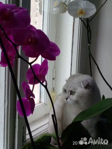Вязка Шотландский вислоухий кот