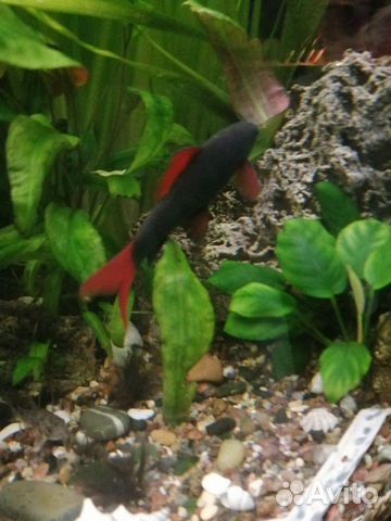 Аквариумная рыбка Лабео