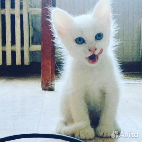 Котенок обсалютно беленький мальчик