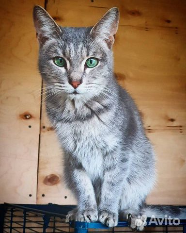 Кошка ищет дом