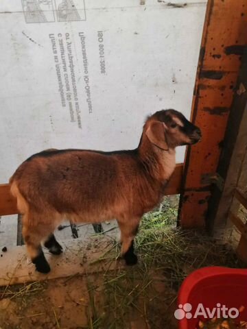 Козёл чешско-нубийский