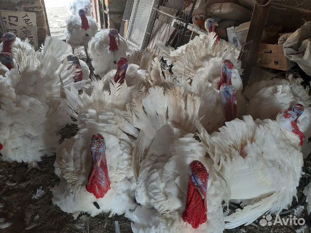 Продам индюков живым весом