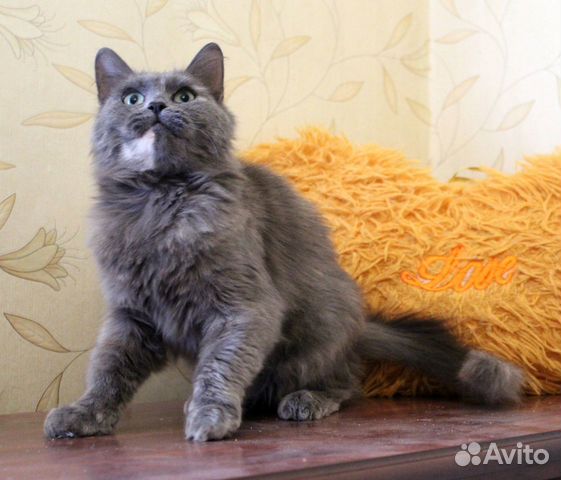 Кошечку Мусю отдаем в добрые руки