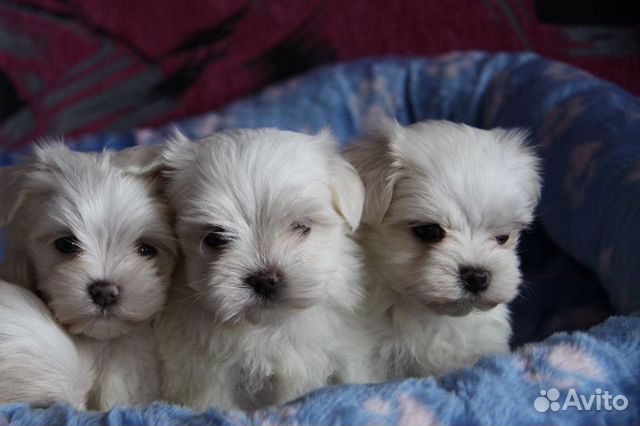 Щенки Мальтезе