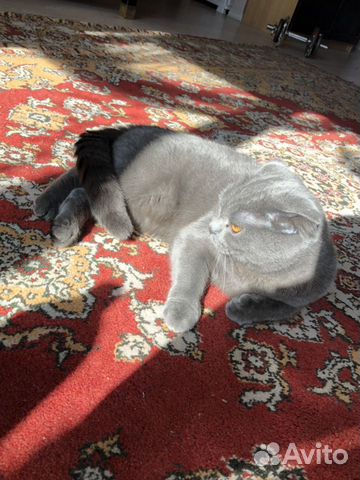 Британка Вислоухая