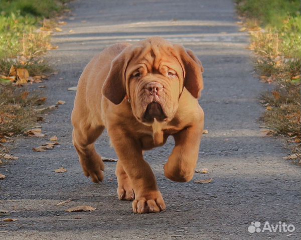 Щенок бордоского дога