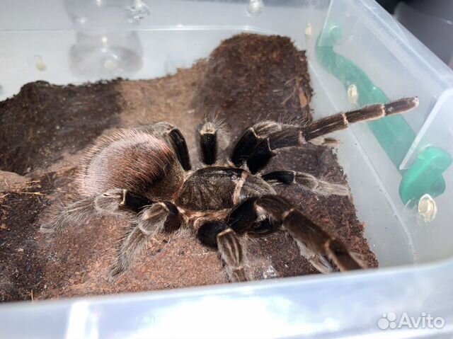 Пауки птицееды самки взрослые