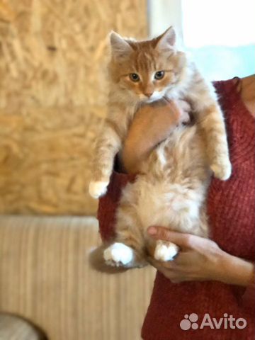 Плюша 4 мес в добрые руки