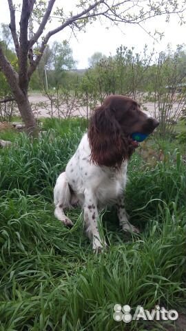 Бронирование щенков Русского охотничьего спаниеля