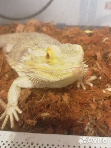 Агама продам пару