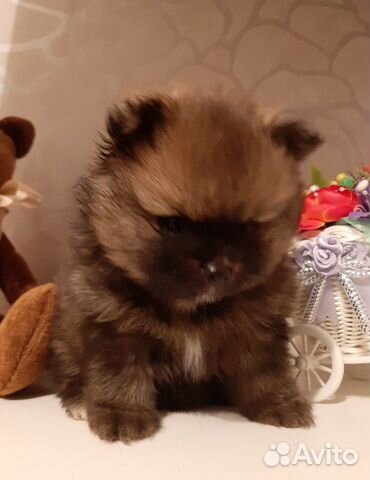 Настоящий межвежонок