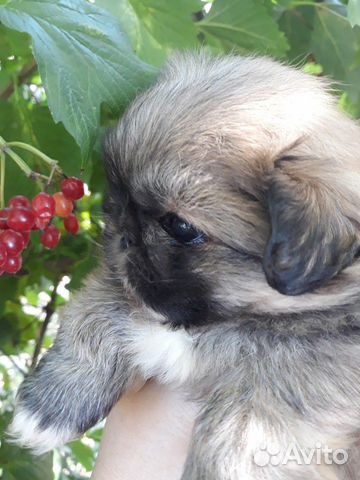 Малыш пекинес