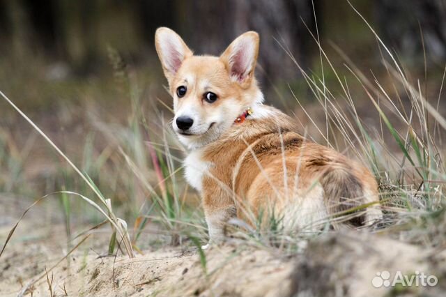 Вельш Корги Пемброк