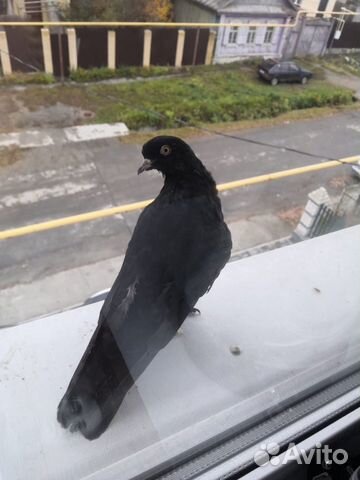 Голубь потеряшка