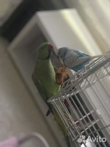 Ожиреловый и волнистый попугай